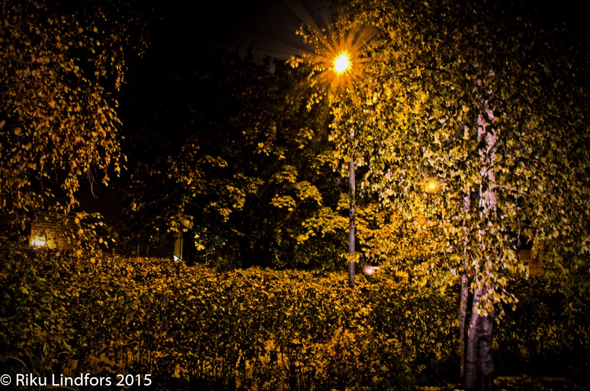 Pihakoivut | Lindfors